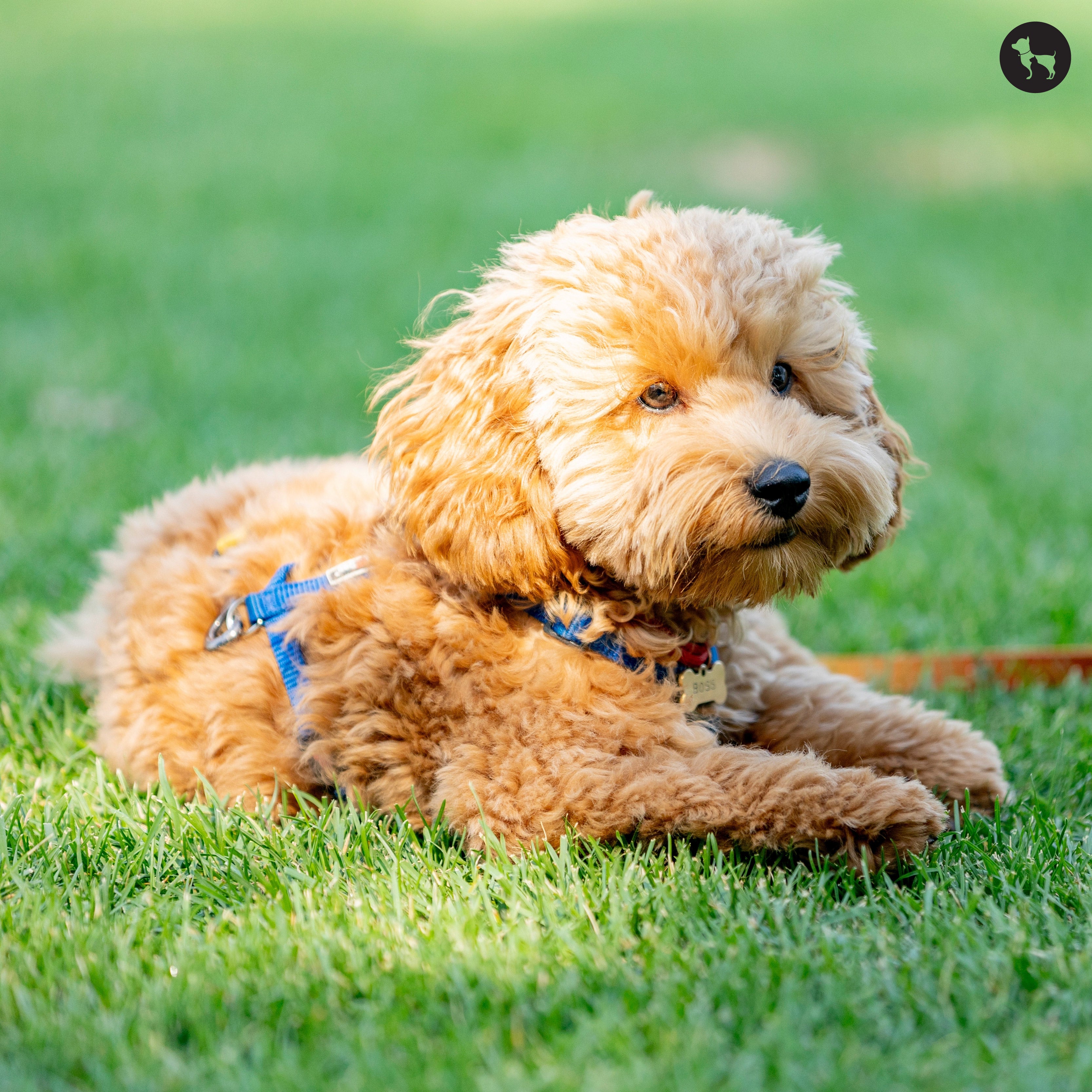 Maltipoo Dog Breed Guide: Characteristics, Temperament, Nutrition ...