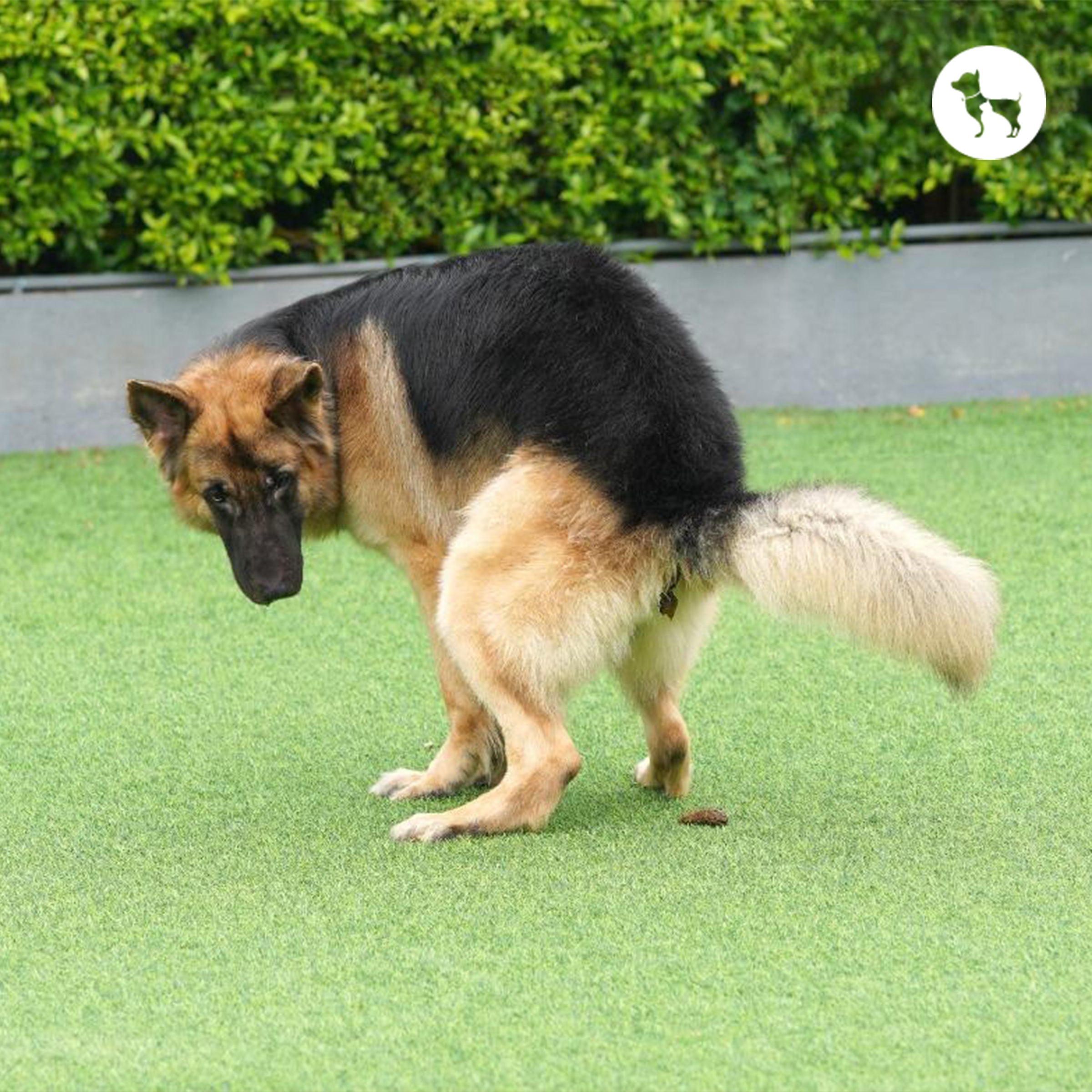 What Healthy Dog Poop Should Look Like? Signs of Good Digestion – HUFT SG