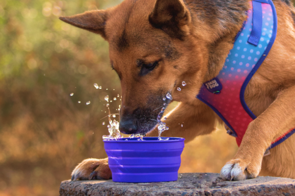 Online Pet Store for Pet Supplies & Products | HUFT SG