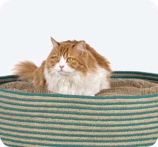 Online Pet Store for Pet Supplies & Products | HUFT SG