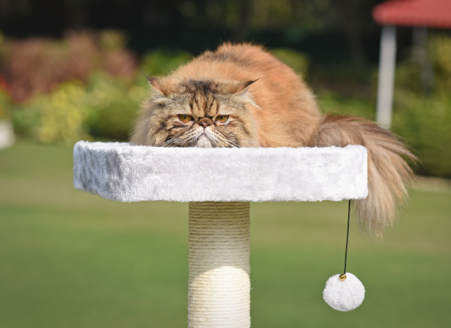 Online Pet Store for Pet Supplies & Products | HUFT SG