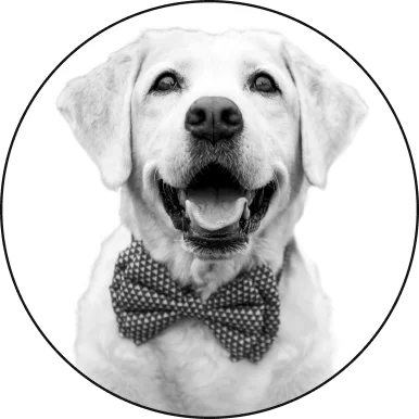 Online Pet Store for Pet Supplies & Products | HUFT SG