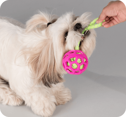 Online Pet Store for Pet Supplies & Products | HUFT SG