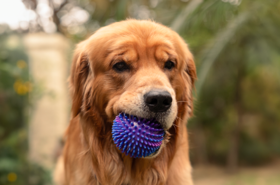 Online Pet Store for Pet Supplies & Products | HUFT SG