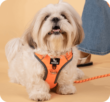 Online Pet Store for Pet Supplies & Products | HUFT SG